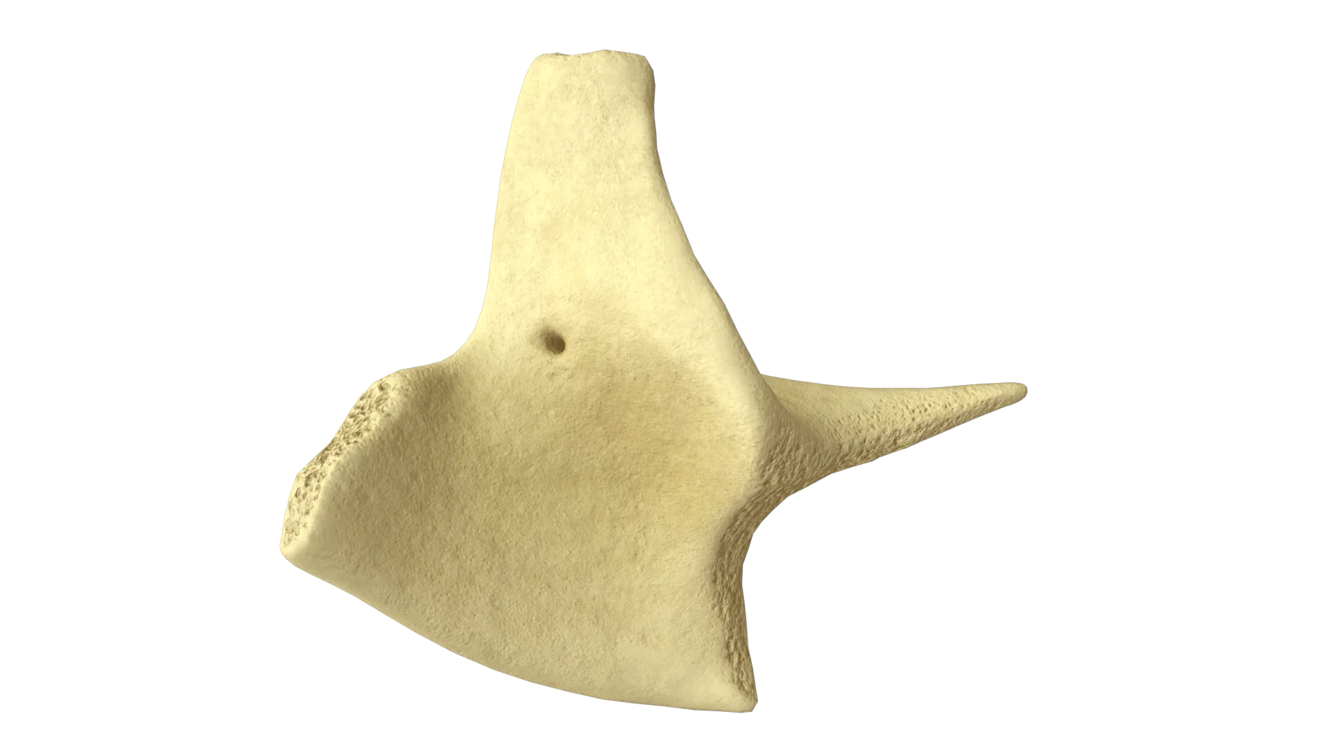 Modèle anatomique 3D de l'os malaire (droite) | VOKA